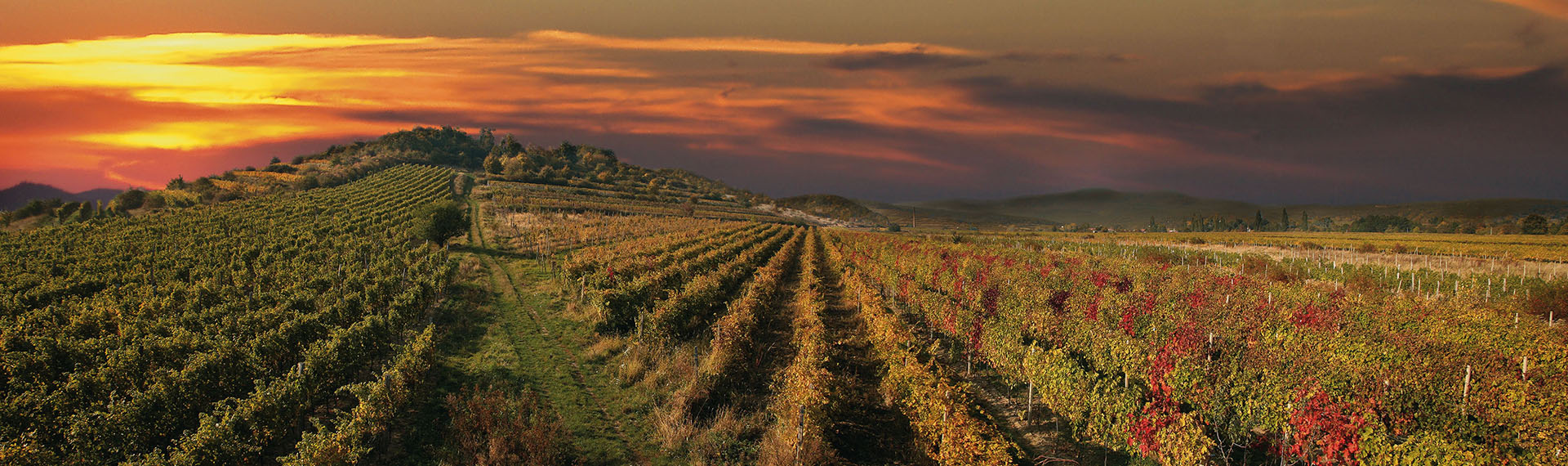 Wine routes - Slovakia.travel
